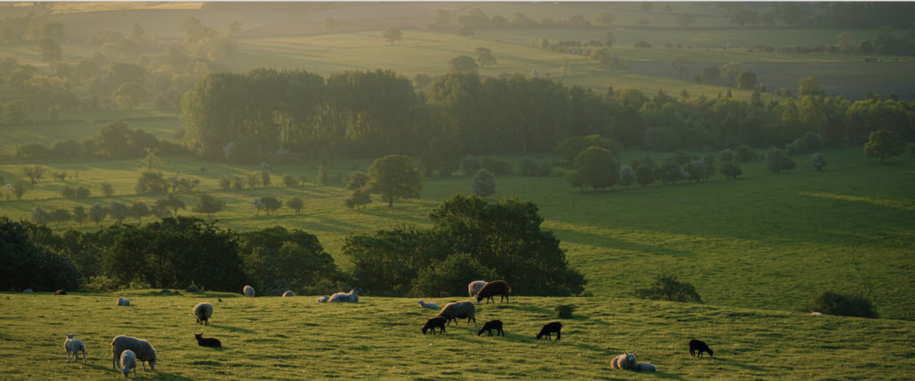 Honoring The Legacy Of Tony Corbo | Food & Water Watch