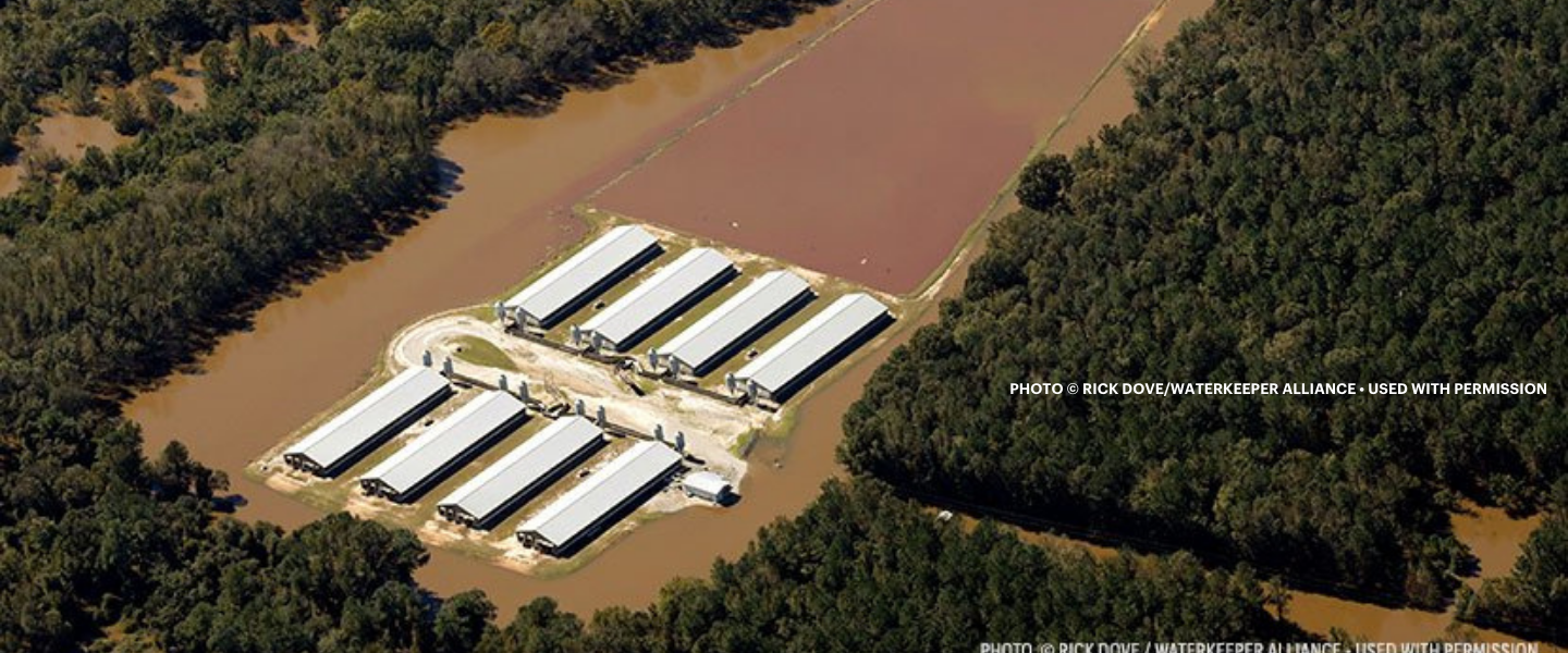 Smithfield Claims To Be 'Sustainable' While Making Its Heavy Pollution ...