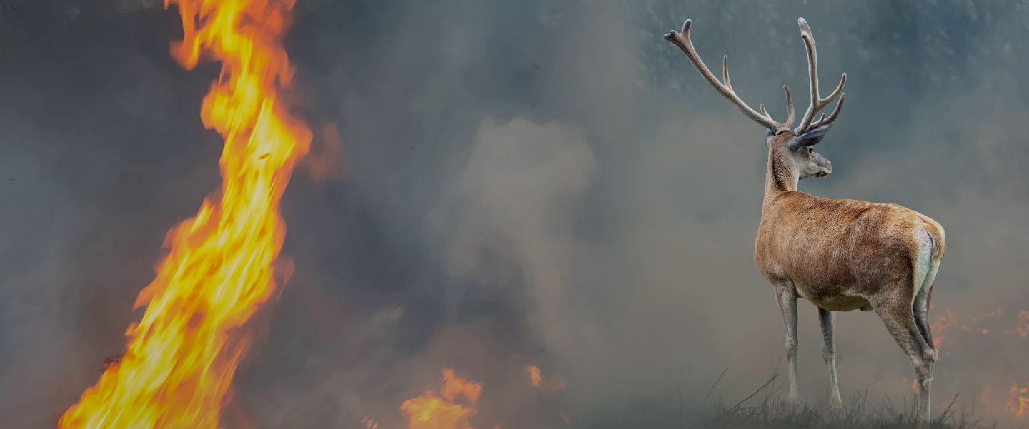 Climate Change Is Making Animals ‘Shapeshift’