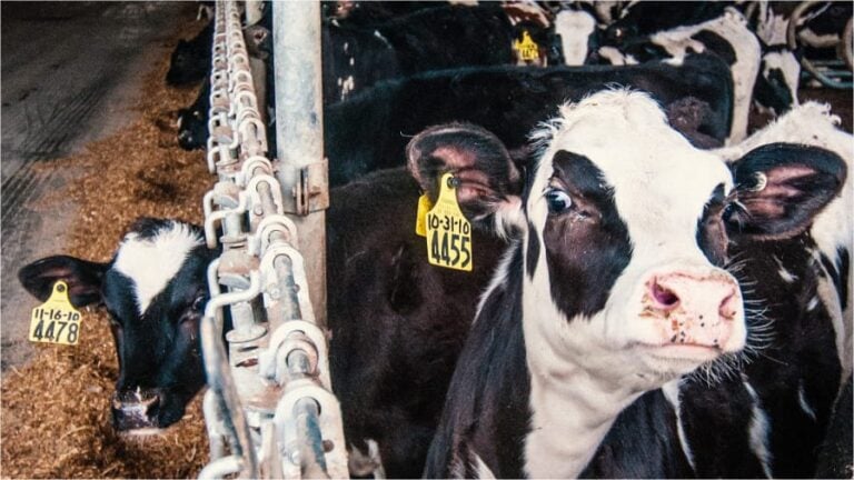 Factory Farm Nation: 2024 Edition