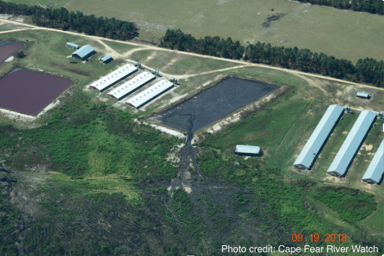 How Our Legal Team Protects Communities from Factory Farms