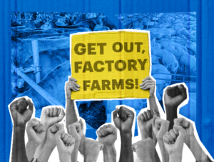 How Rural Communities Fight and Win Against Factory Farms